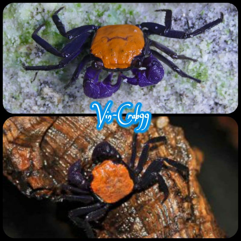 Jual Kepiting Hias Mini Air Tawar (Black Eye Orange Crabs) | Shopee ...