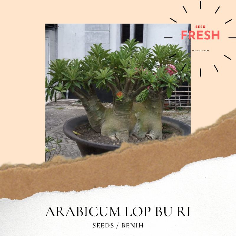 Jual Biji / Seed Adenium KARAKTER | ARABICUM LOP BU RI | RAYSH ADENIUM ...