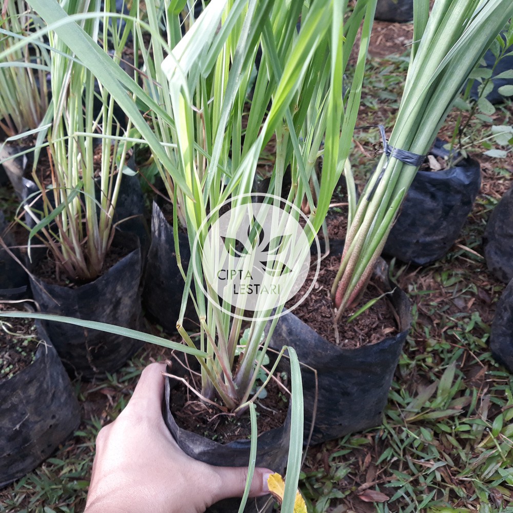 Jual Bibit Tanaman Sereh Sayur Bibit Daun Sereh Sayur Pohon Sereh Daun ...