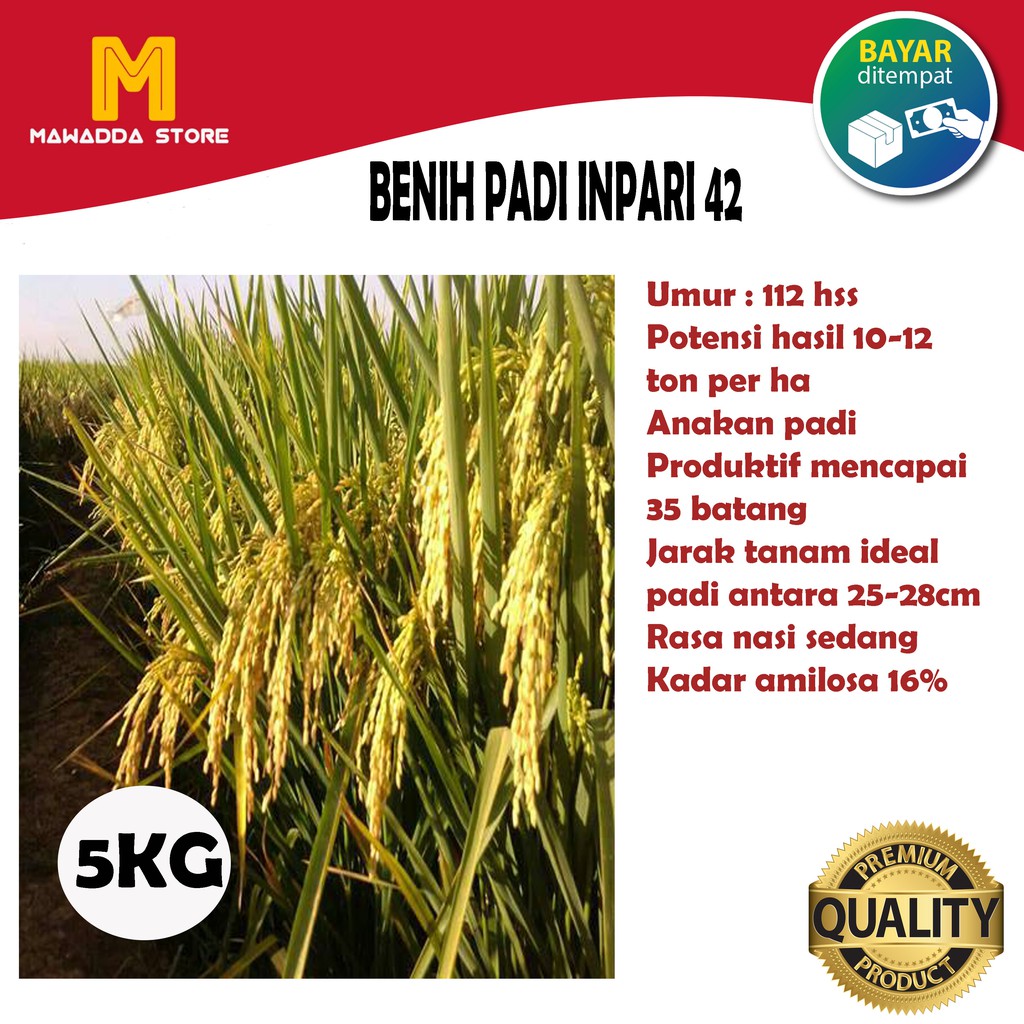 Jual Biji Padi Unggul Inpari 42 Agritan GSR | Shopee Indonesia