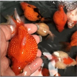 Jual Ikan Gendut Terlengkap & Harga Terbaru April 2024 | Shopee Indonesia