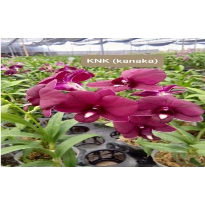 Jual Anggrek dendrobium Verus Purple Kanaka ( KNK ) | Shopee Indonesia