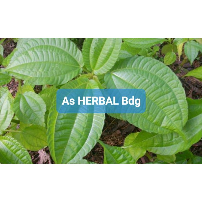 Jual Daun pohpohan poh pohan segar per 25 lembar | Shopee Indonesia
