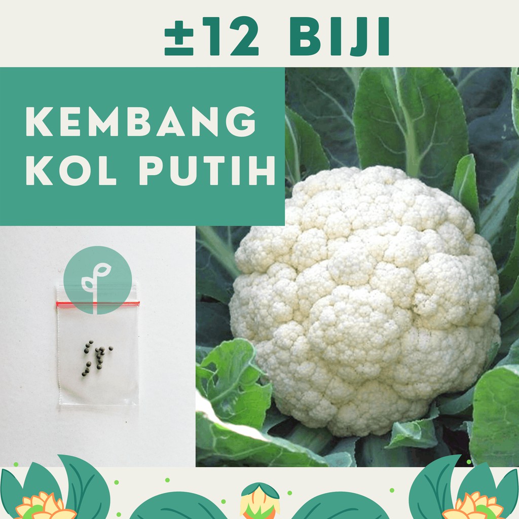 Jual 12 Biji Bibit Kembang Bunga Kol Putih Sayuran Dataran Rendah ...
