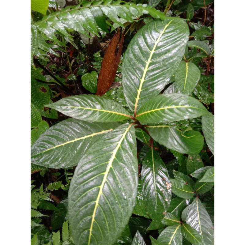 Jual HEBOH DAUN GERBA TERMURAH 500 GRAM | Shopee Indonesia