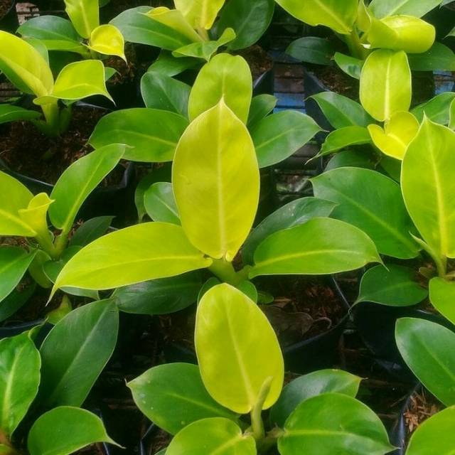 Jual Tanaman hias philo moonlight ( lemon ) | Shopee Indonesia