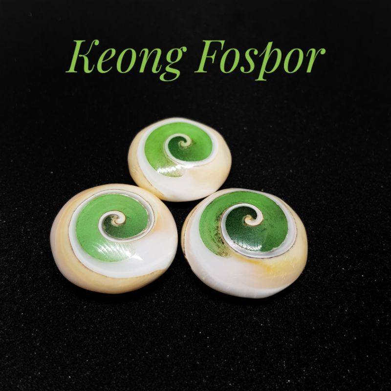 Jual Batu Akik Fosil Keong Posfor Glow In The Dark ( Menyala Dalam ...