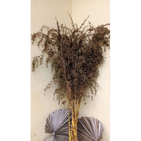 Jual bunga sereh merah asli original 1 ikat isi 5-6batang - wulung asli ...