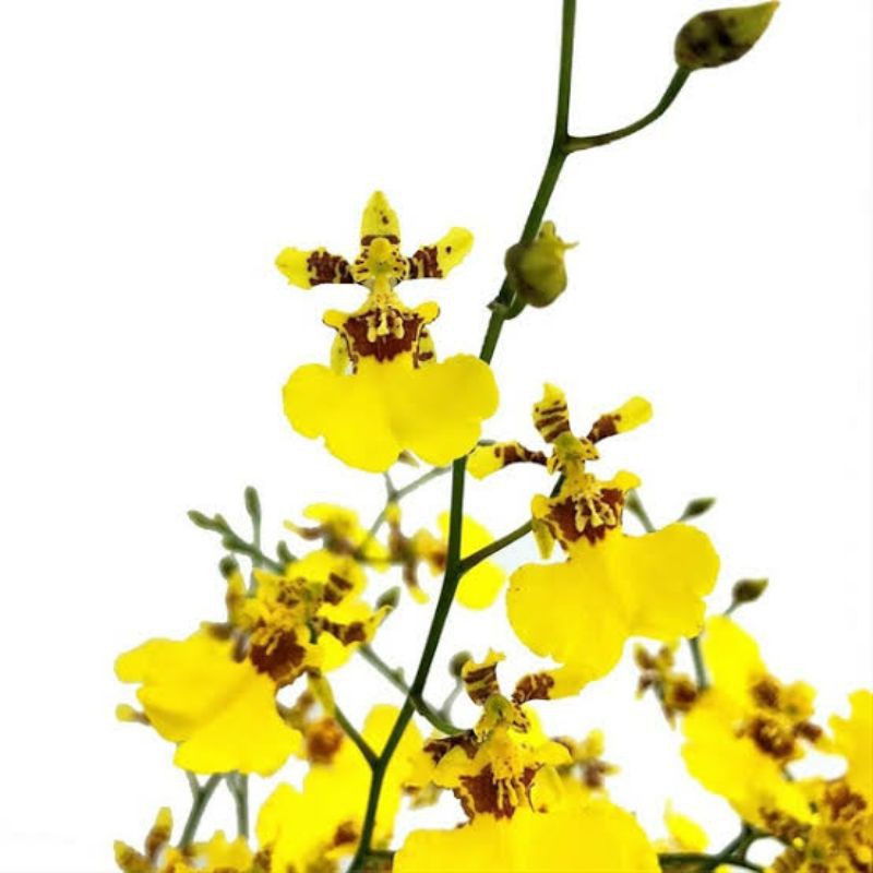 Jual Anggrek Oncidium golden shower | Shopee Indonesia