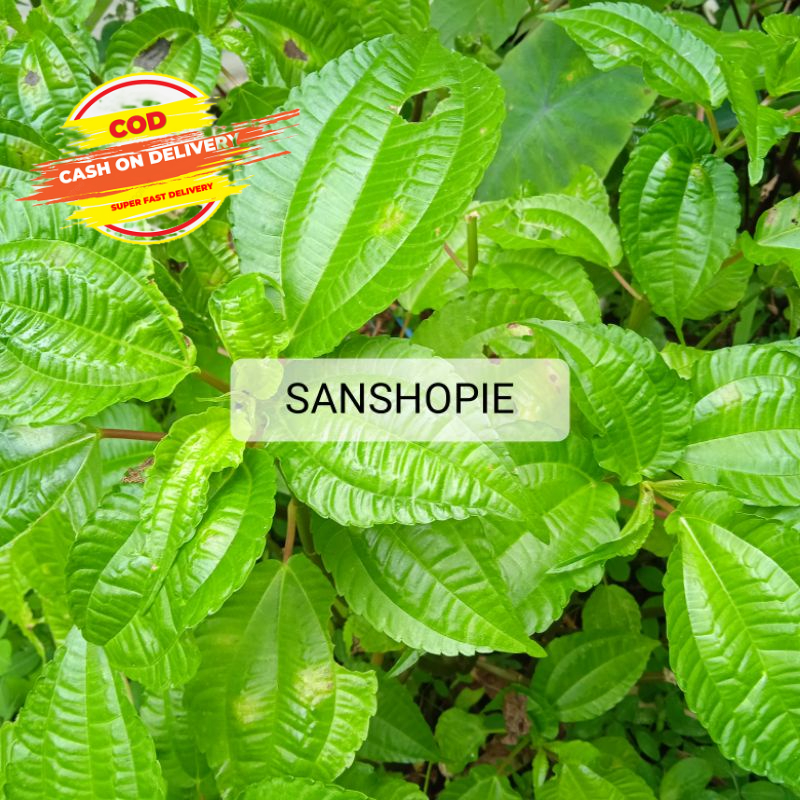 Jual Daun Pohpohan Atau Poh Pohan Segar 500 gram | Shopee Indonesia