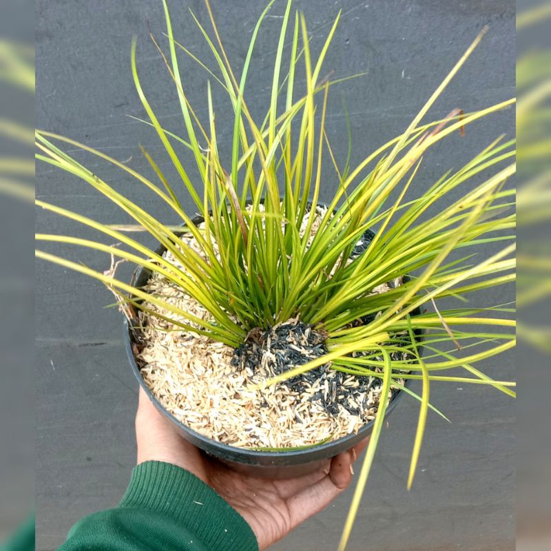 Jual tanaman hias outdour - tanaman rumput kuning | Shopee Indonesia
