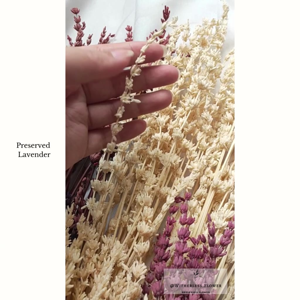 Jual 10 Tangkai Preserved Lavender / Dried Flower Awetan / Bunga Kering ...