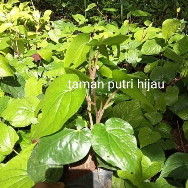 Jual Tanaman herbal tamaman obat sirih ijo asli | Shopee Indonesia
