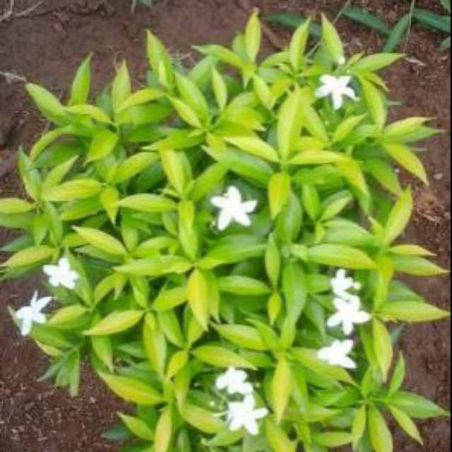 Jual Tanaman Hias Rembosa Mini Golden - Pohon Rembosa Mini | Shopee ...