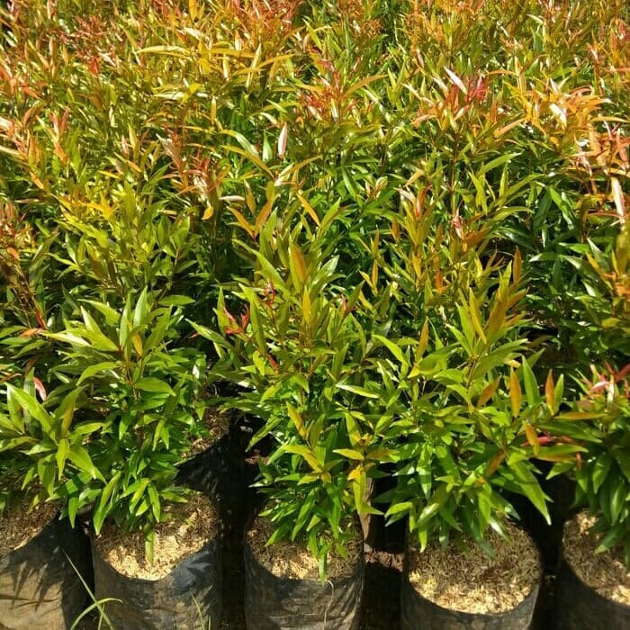 Jual pohon pucuk merah/Tanaman Pucuk Merah/Bibit Pucuk Merah/tanaman ...