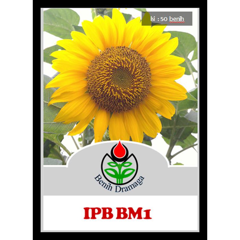 Jual Benih Bunga Matahari IPB BM1 LIMITED EDITION | Shopee Indonesia