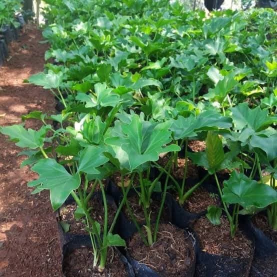 Jual Tanaman Hias Monstera Philo Jari | Shopee Indonesia