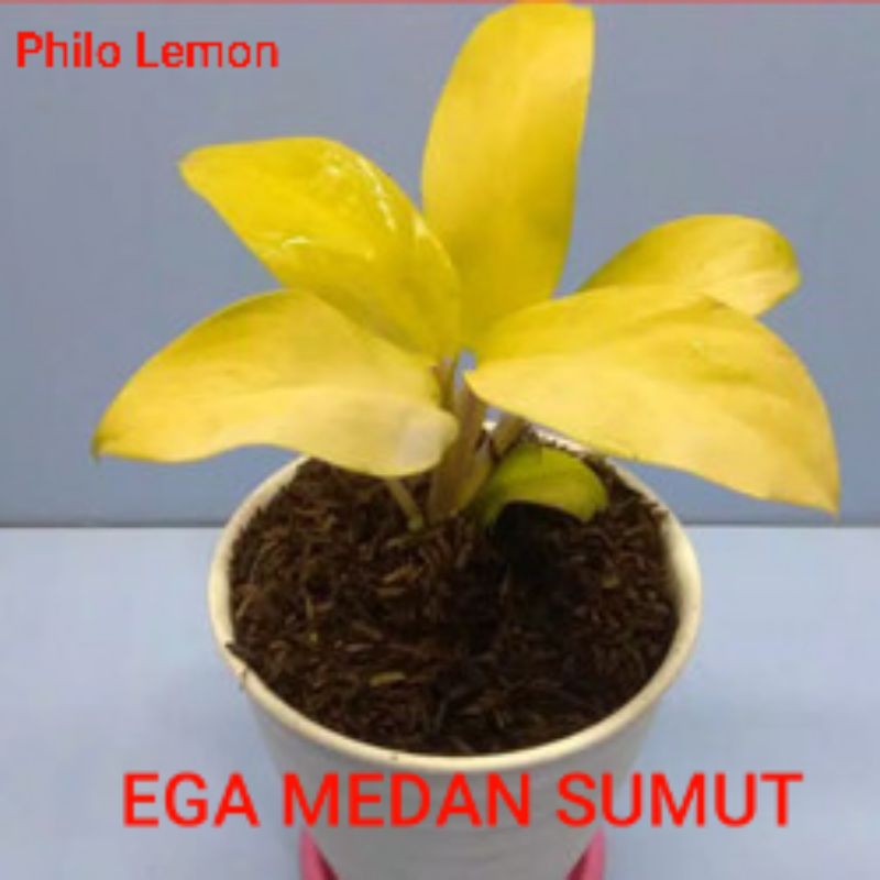 Jual Tanaman Hias Philo Lemon | Shopee Indonesia