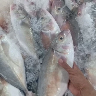 Jual Ikan Kuwe Terlengkap & Harga Terbaru Mei 2024 | Shopee Indonesia
