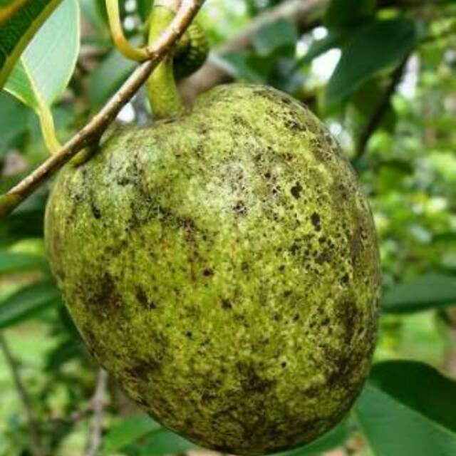 Jual Buah Sirsak Gunung Anonna Montana Mountain sourshop | Shopee Indonesia