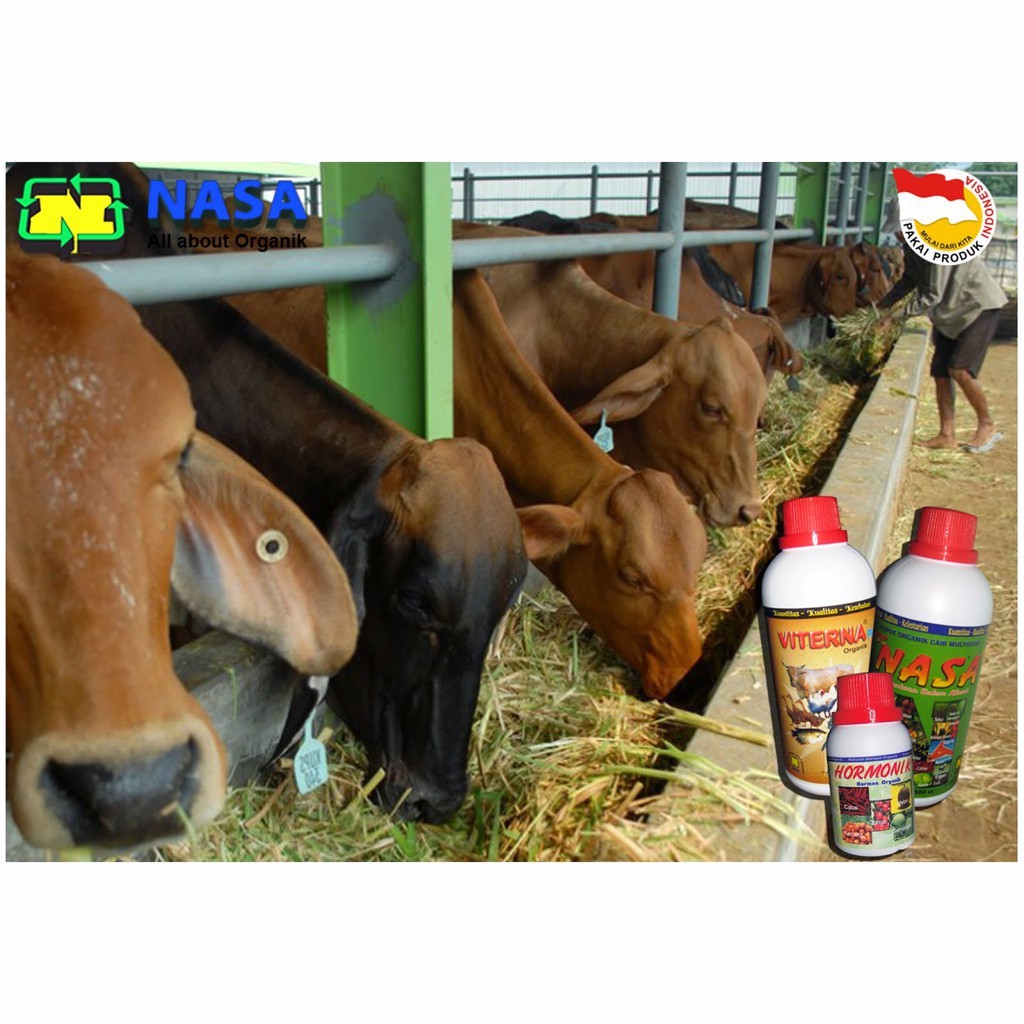 Jual PAKET NUTRISI TERNAK Cocok Untuk Penggemukan Semua Jenis Ternak ...