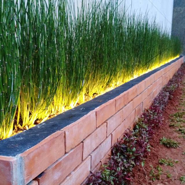 Jual Tanaman hias bambu air-lidi air | Shopee Indonesia