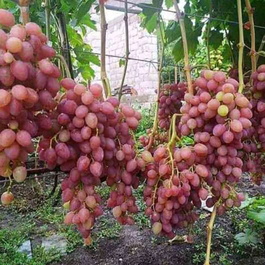 Jual promo anggur red carolin/anggur merah/anggur rambat. Premium ...
