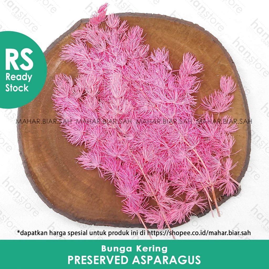 Jual RS 5 Gram Preserved Asparagus / Asparagus Bintang / Asparagus ...