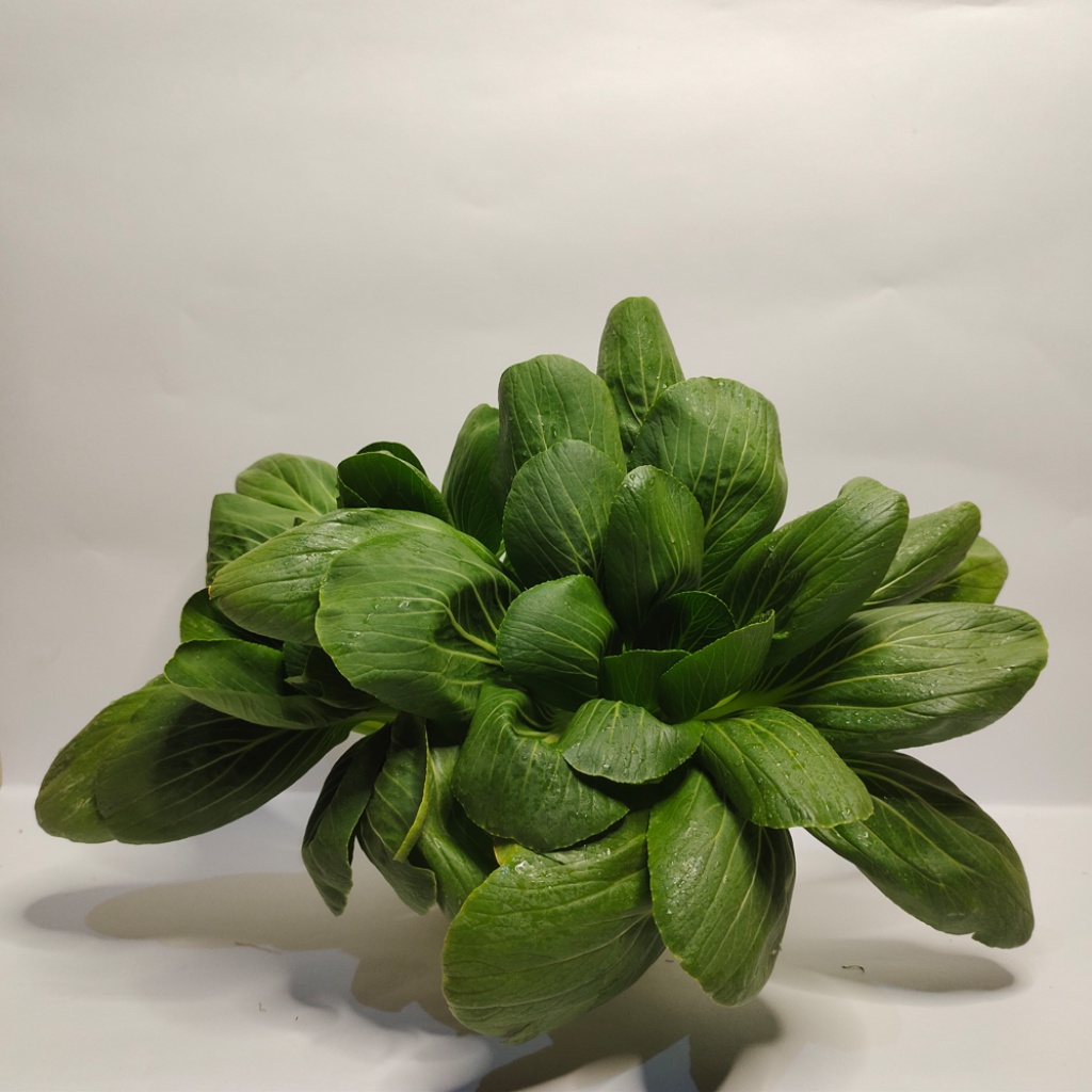 Jual Sayuran Hidroponik Bok Choy / Pakcoy / Pakcoi, Sayuran Sehat ...