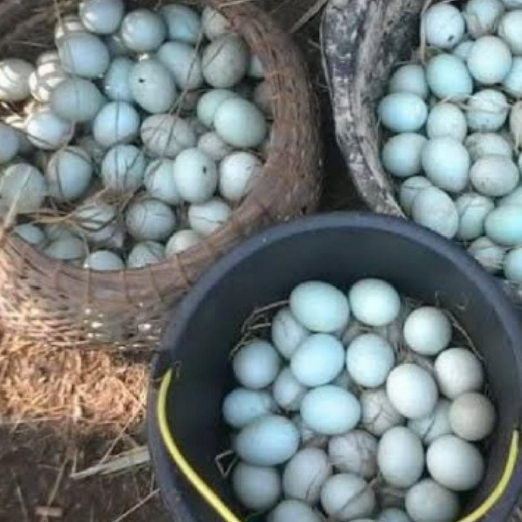 Jual Telur Bebek Mentah isi 5 butir per bungkus Telor Bebek Segar ...