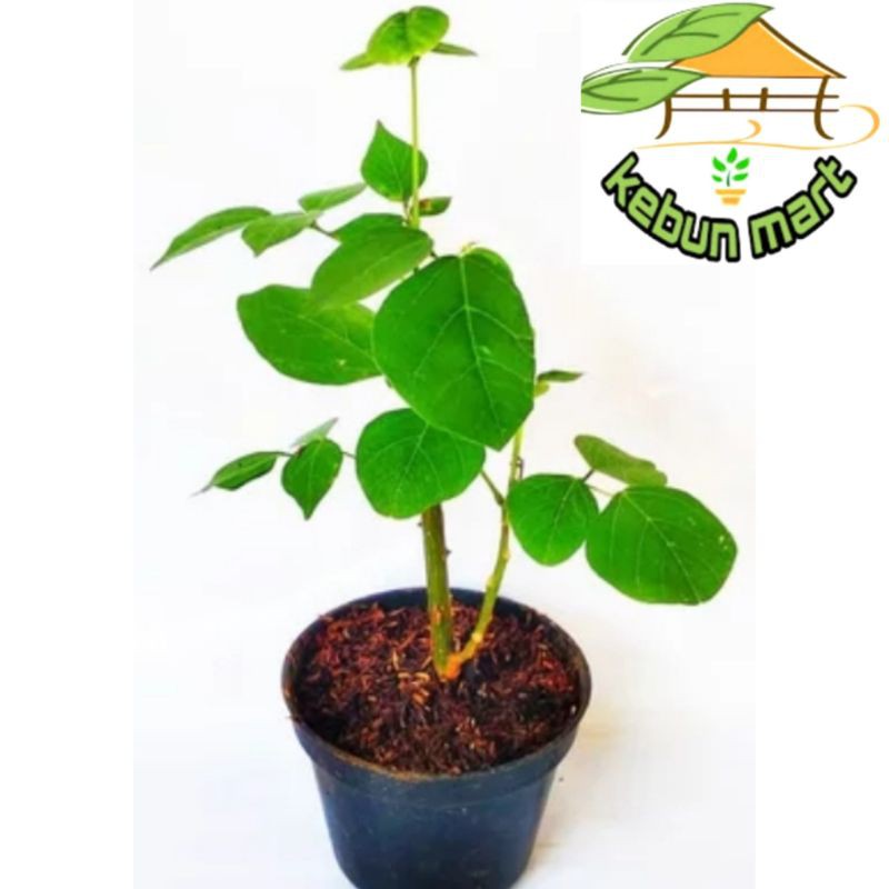 Jual tanaman Dadap serep | Shopee Indonesia