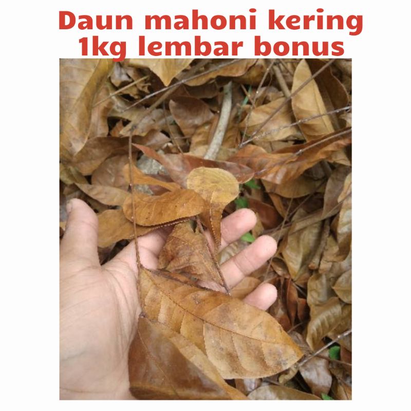Jual daun mahoni kering 1 kg obat penurun berat badan daun mahoni ...