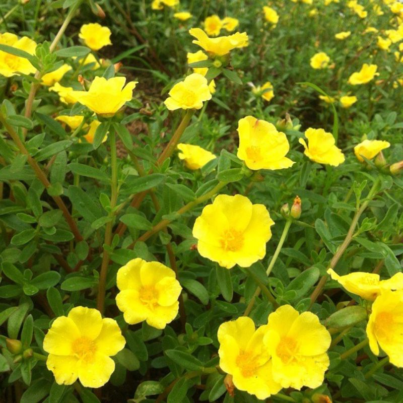 Jual Bunga MOSSROSE KROKOT - Tanaman Hidup Bunga Hias Krokot Mossrose ...