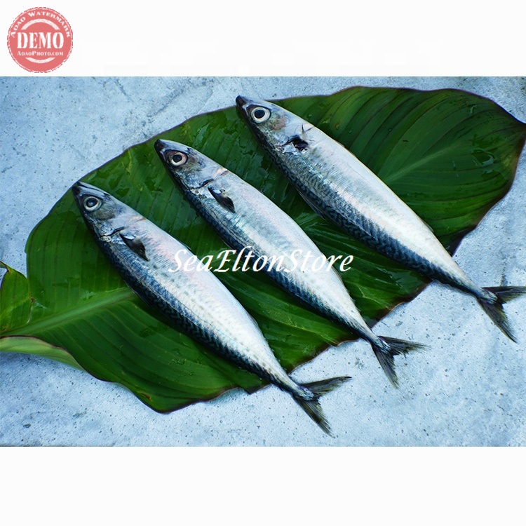 Jual IKAN MAKAREL MACKEREL SEGAR SABA Ikan Laut Segar | Shopee Indonesia