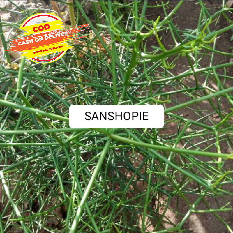 Jual Daun Patah Tulang Atau kayu Urip Segar 1 Kg | Shopee Indonesia