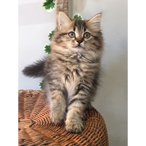 Jual persian tabby | Shopee Indonesia