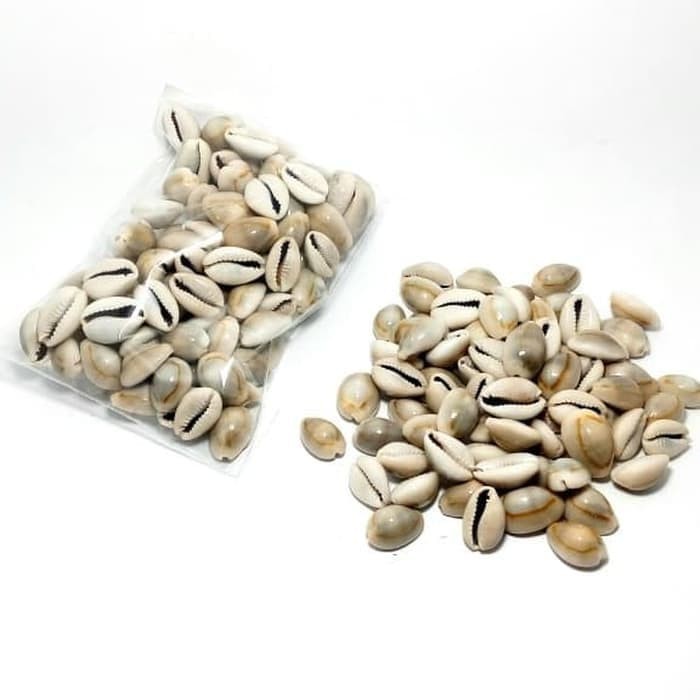 Jual biji congklak asli kerang Besar BAGUS original isi 100 pcs ...