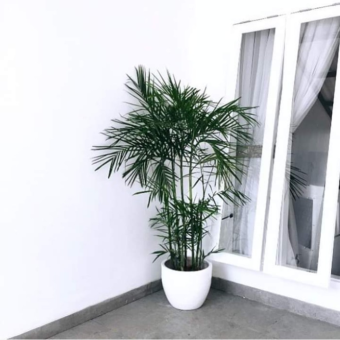 Jual Tanaman Palem Komodoria Atau Palem Jakarta | Shopee Indonesia