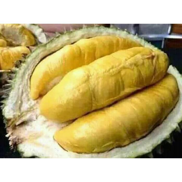 Jual Bibit tanaman buah Durian BAWOR kaki 4.. , 1 meter, spesial jumbo.... @_@ | Shopee Indonesia