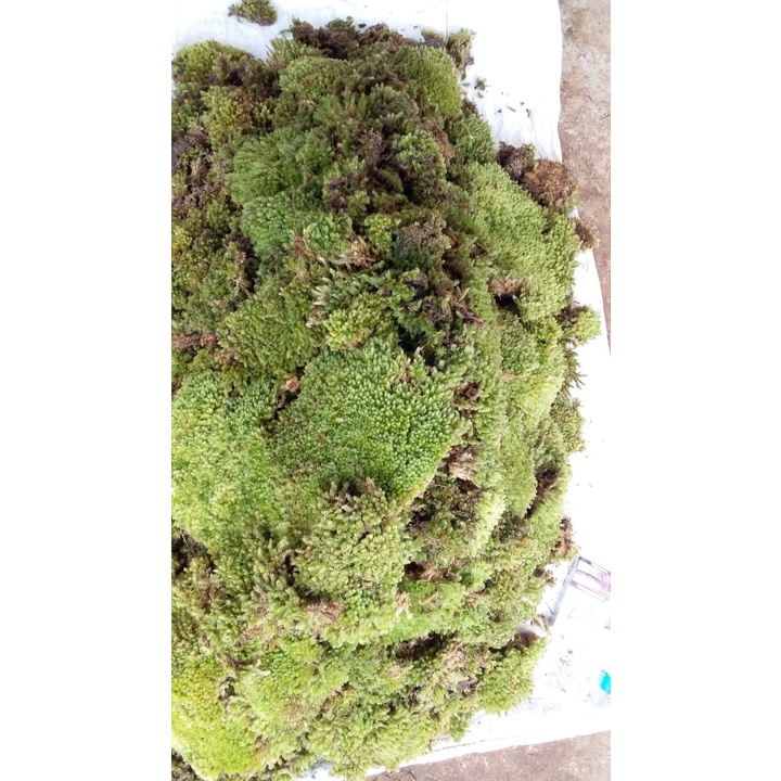 Jual Moss Lumut Hutan Hidup Murah | Shopee Indonesia