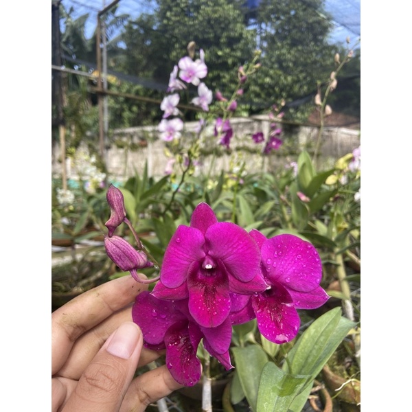 Jual AnggrekDendrobium Bing heem | Shopee Indonesia