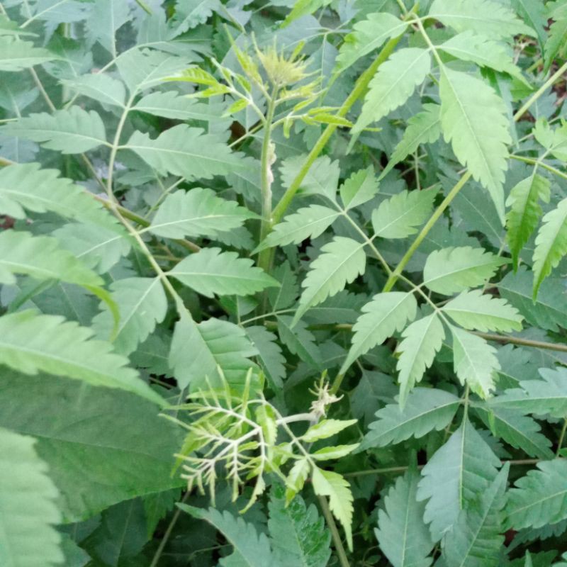 Jual Daun mimba atau daun mindi 1 kg segar. | Shopee Indonesia