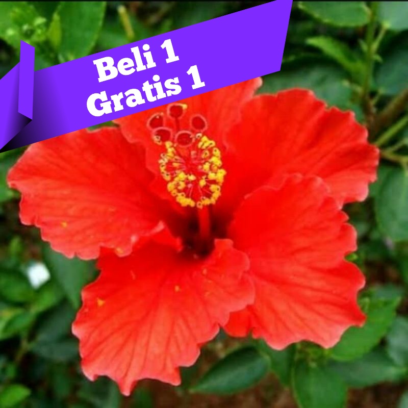Jual BIBIT BUNGA KEMBANG SEPATU BUNGA MERAH | Shopee Indonesia