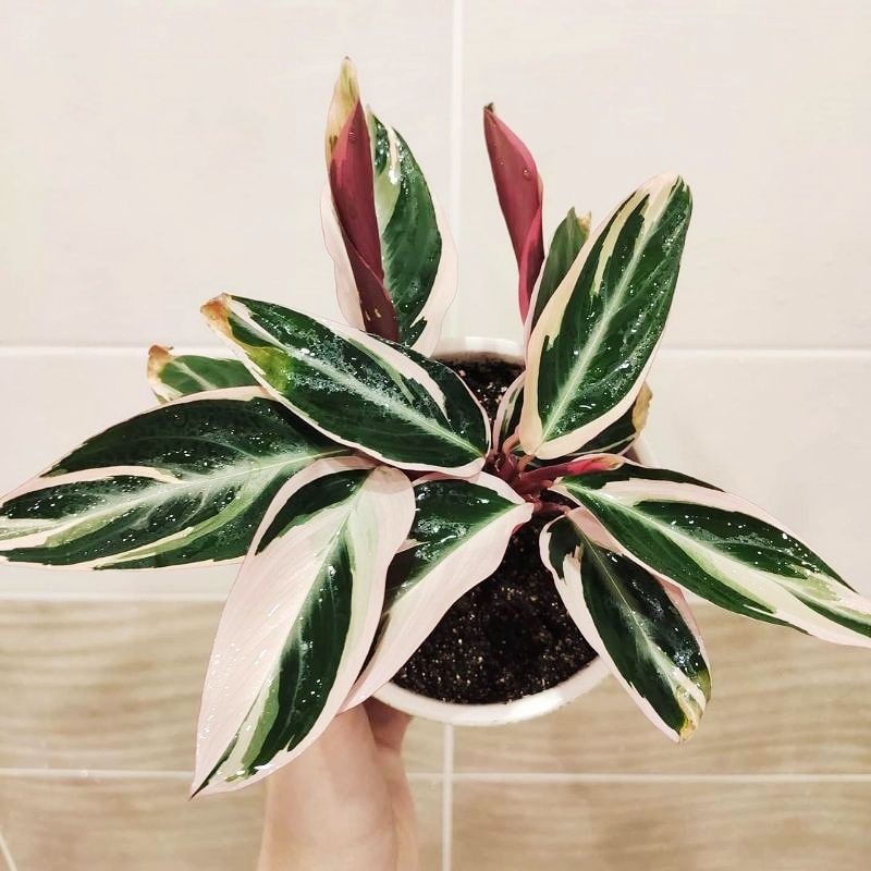 Jual ( BISA COD ) TERMURAH Tanaman Hias Calathea Trecolour Meranti Bali ...