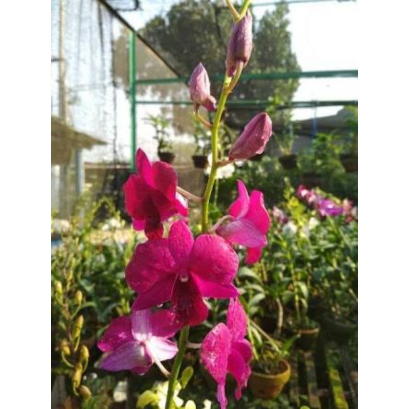 Jual Dendrobium Sakda Beauty | Shopee Indonesia