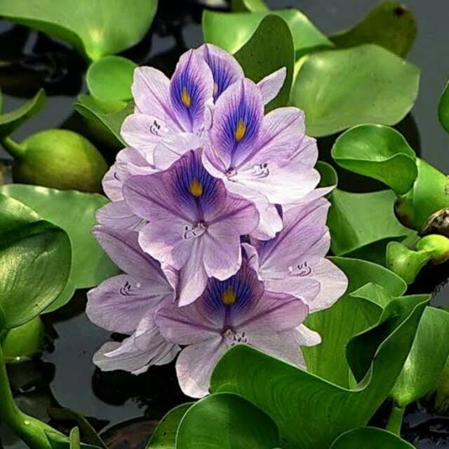 Jual Tanaman Air Eceng Gondok Bunga | Shopee Indonesia