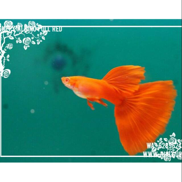 Jual Ikan Guppy Albino Full Red ribbon (1pair) | Shopee Indonesia