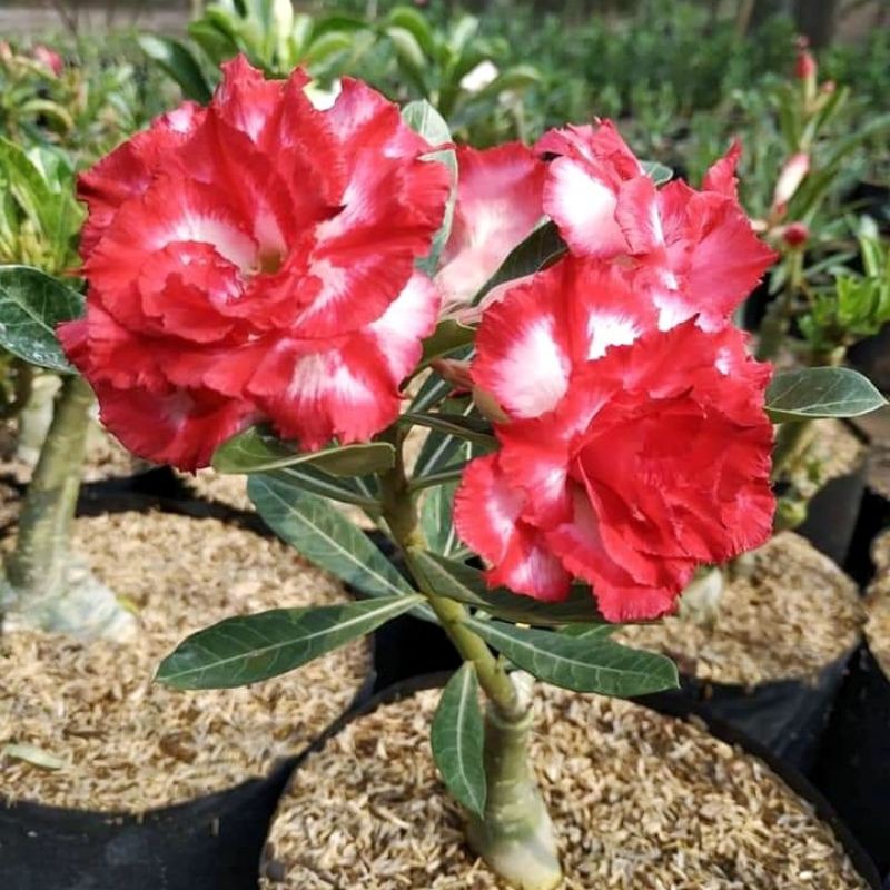 Jual Adenium Bunga Tumpuk Grafiting Jenis PHET MON KOM | Shopee Indonesia