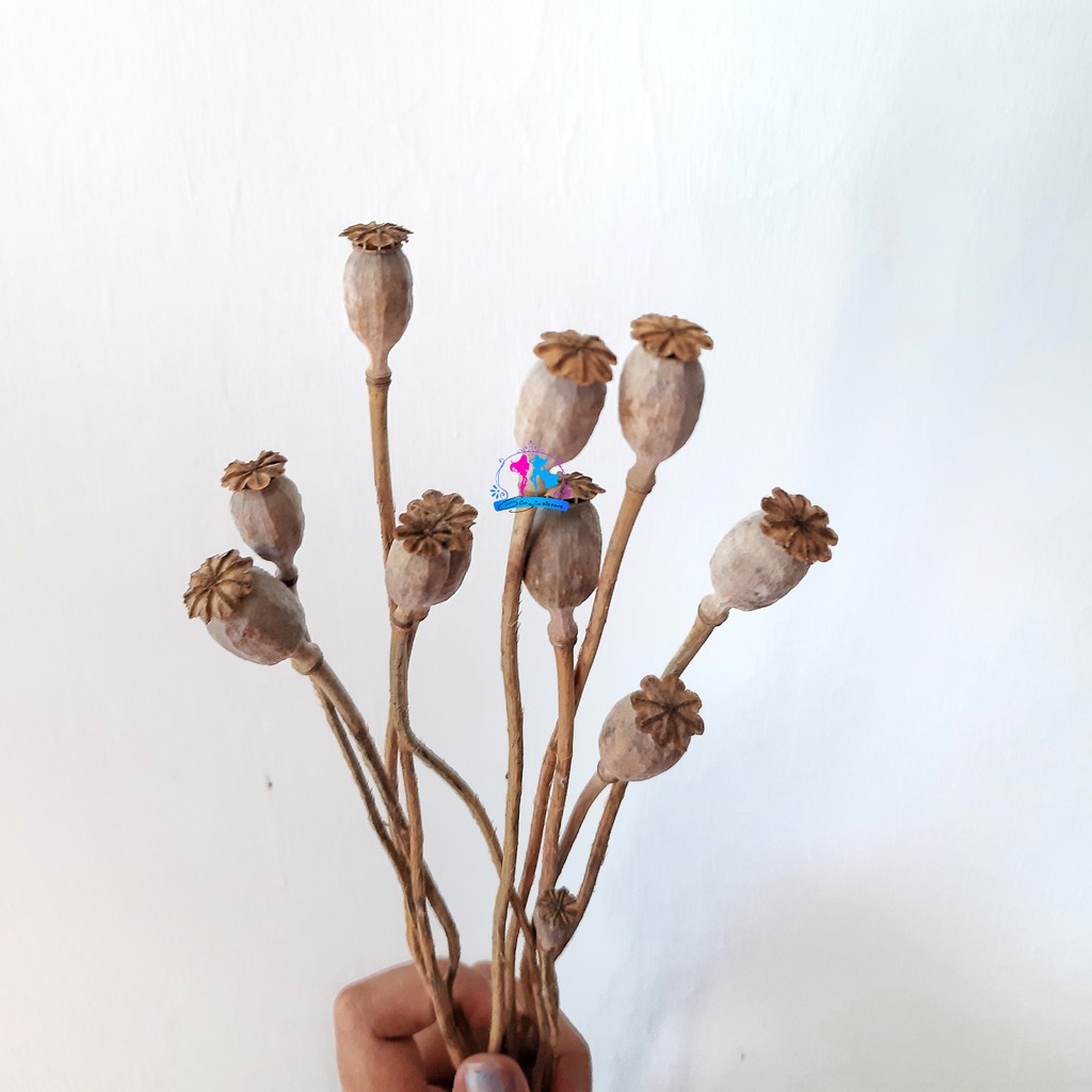 Jual 1 ikat Dried Poppy Pods | Bunga Kering Popi | Popi Kering | Poppy ...