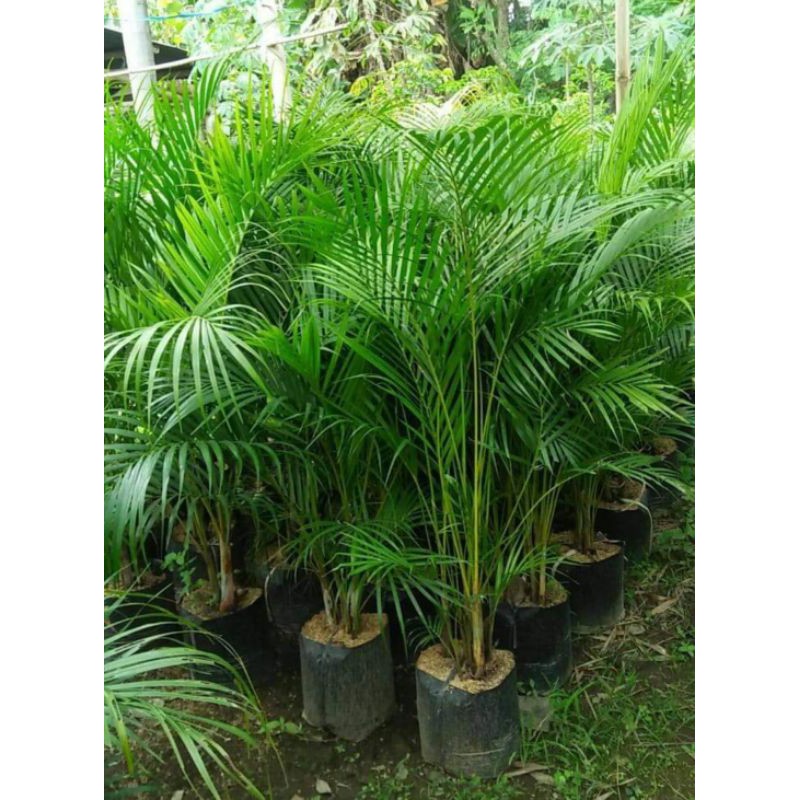 Jual Tanaman Pohon Hias Hidup Pinang Palem kuning/bukan bibit (50 cm ...